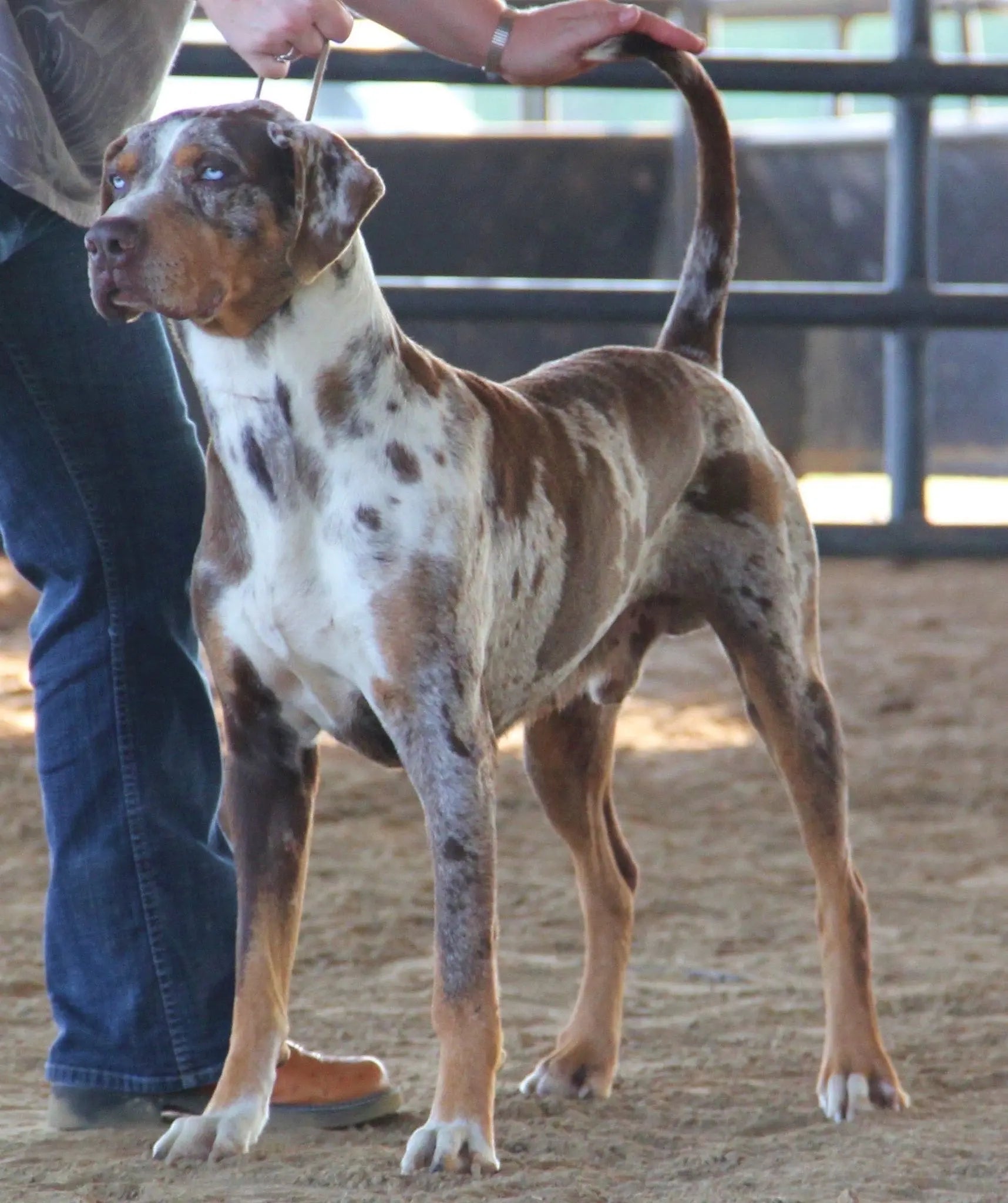 Mastering Basic Obedience Commands with Your Catahoula Leopard Dog ...
