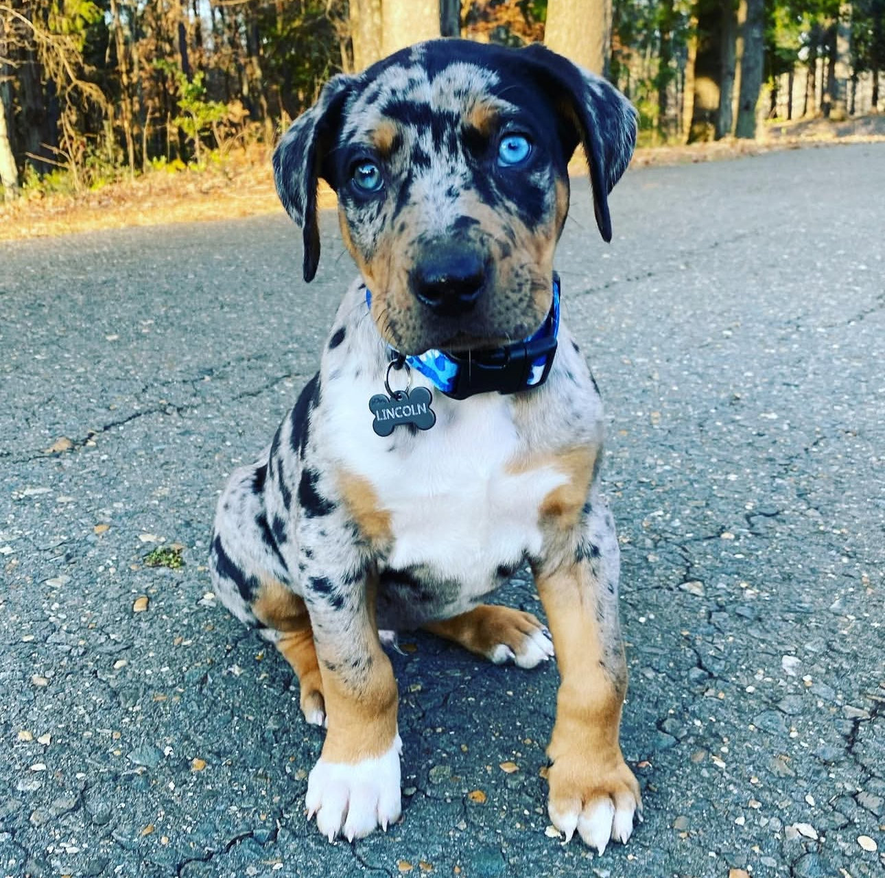 Catahoula Leopard Dog Breeder |Catahoula Puppies For Sale USA / CANADA ...