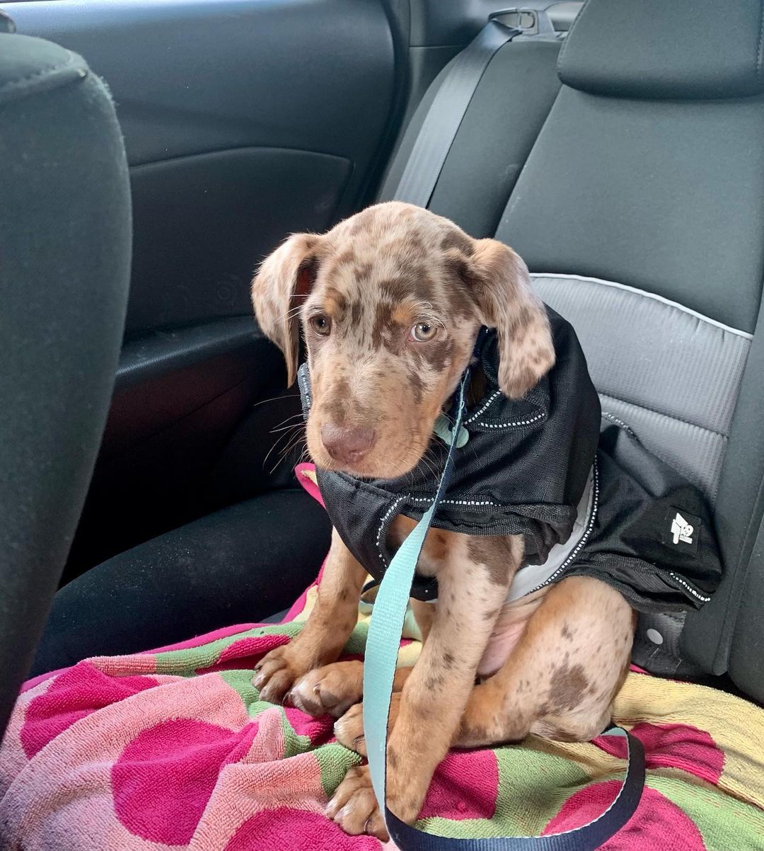 Koda |Red Male Catahoula Leopard Dog Puppy for Sale | Blue Catahoulas ...